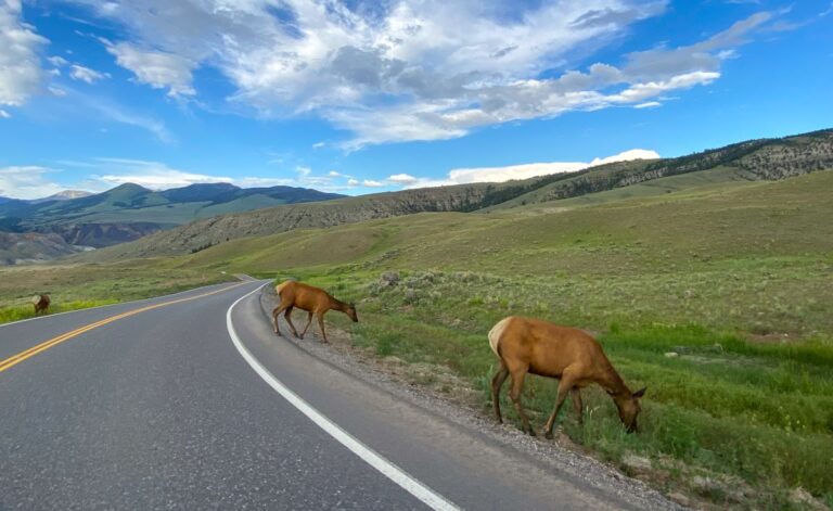 The Complete Guide to All 5 Yellowstone Entrances - Engineer to Explore