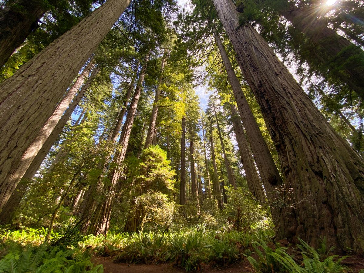 1-Day Redwood National Park Itinerary & Guide - Engineer to Explore