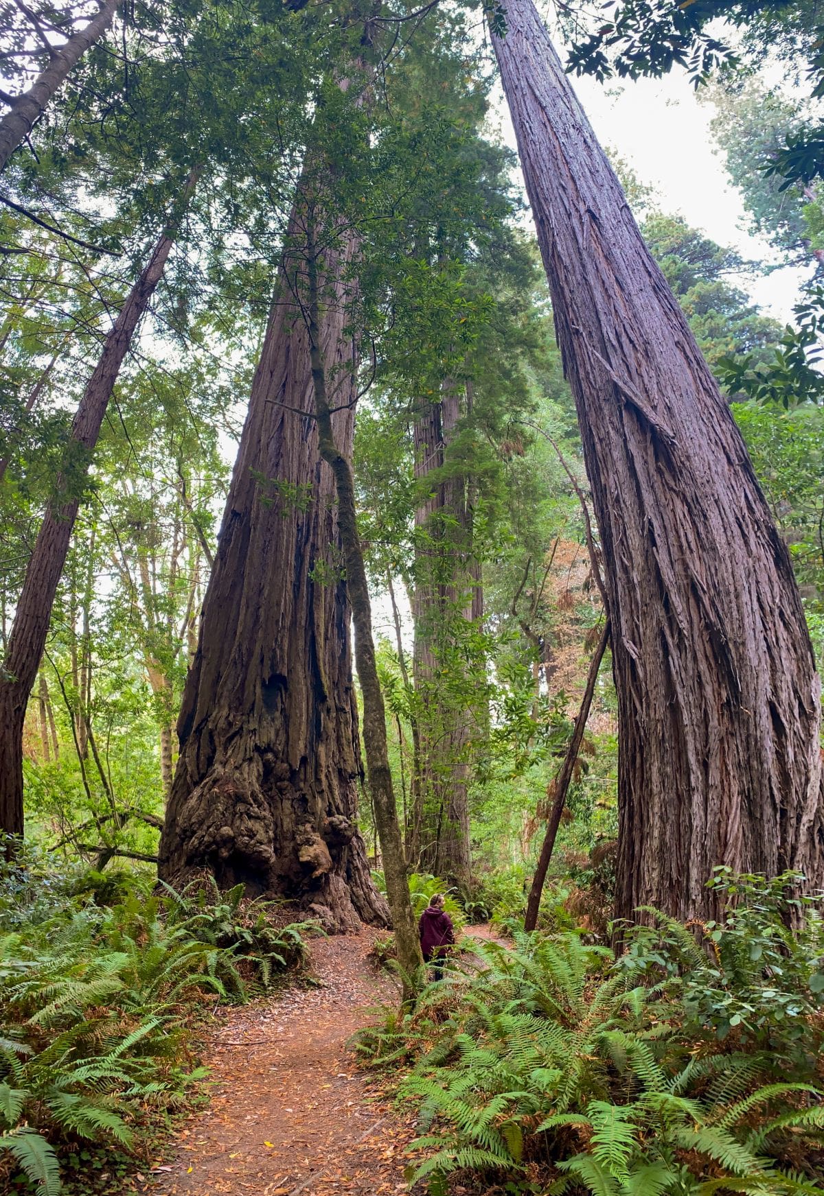 1-Day Redwood National Park Itinerary & Guide - Engineer to Explore