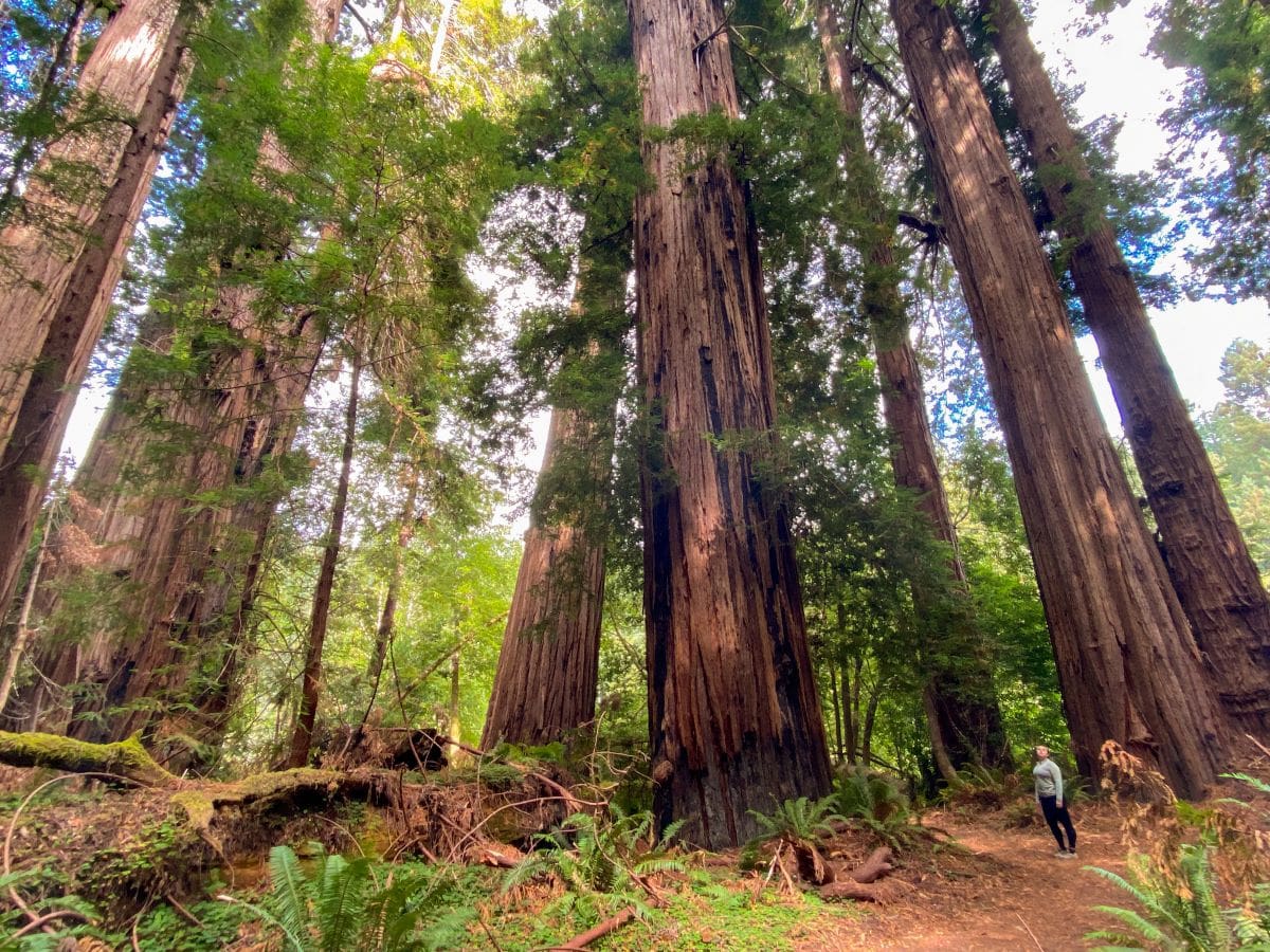 1-Day Redwood National Park Itinerary & Guide - Engineer to Explore