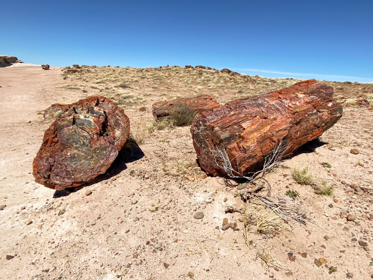 13 Best Things to Do in Petrified Forest National Park - Engineer to ...